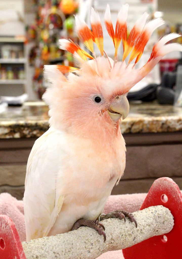 Major Mitchell Cockatoos for Sale - Mega Bird Breeders