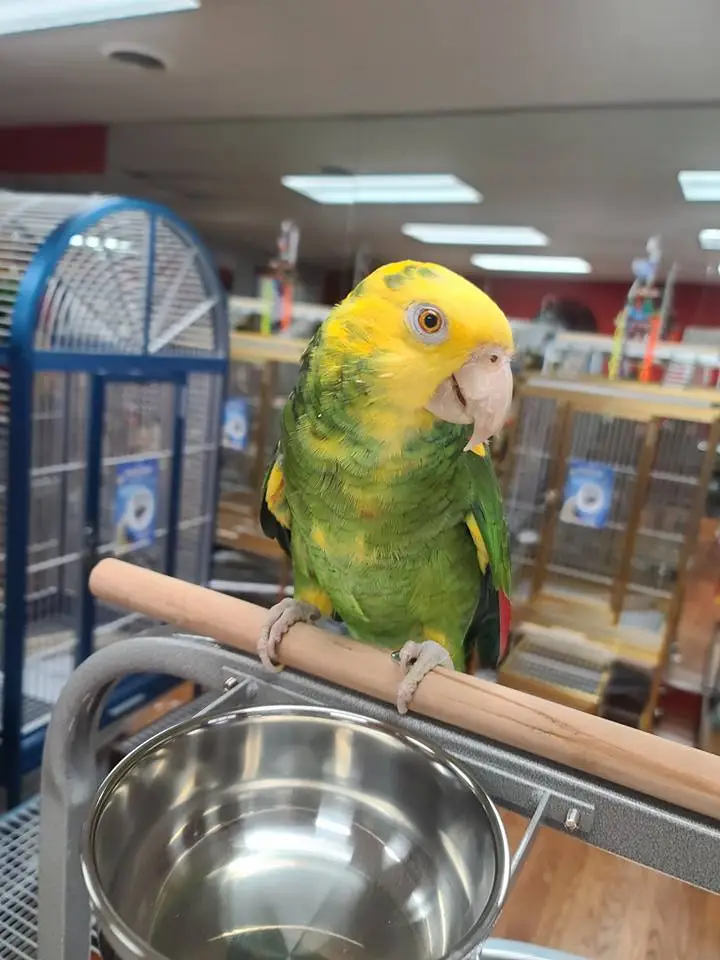 Double Yellow Head Amazons for Sale - Mega Bird Breeders
